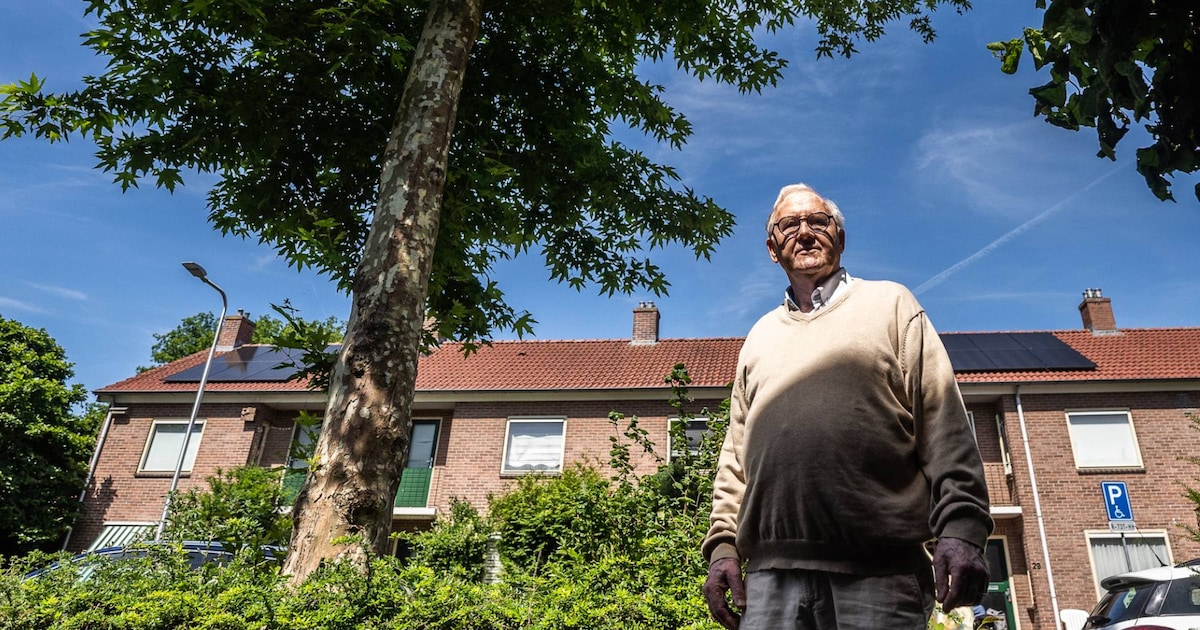 Deze boom is ‘de boosdoener’ van de straat: Jan (80) en zijn buren ...