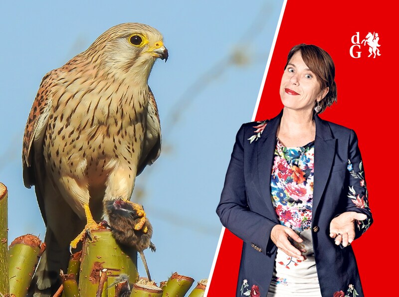 Op 15 september kwam een van ‘onze’ torenvalken in het nieuws: hij ...