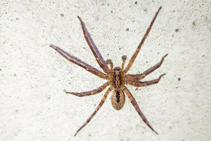 ‘Horrorspin’ uit de mediterranen in huis | De Vallei | gelderlander.nl