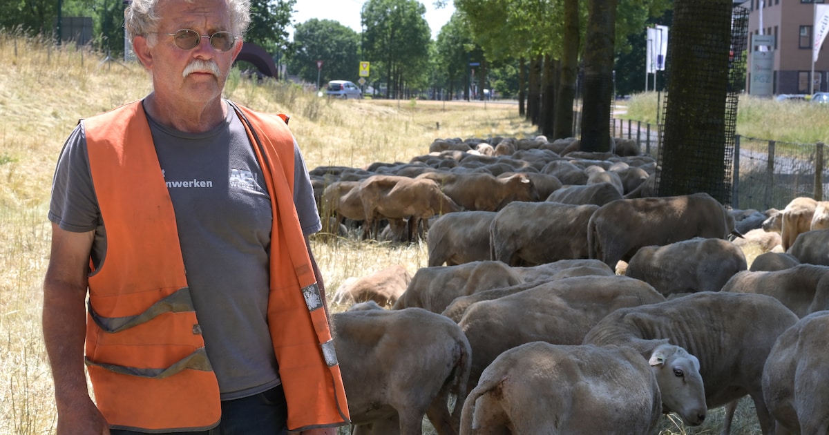 Schaapsherder Wim: ‘Op warme dagen als deze proberen we altijd schaduw ...