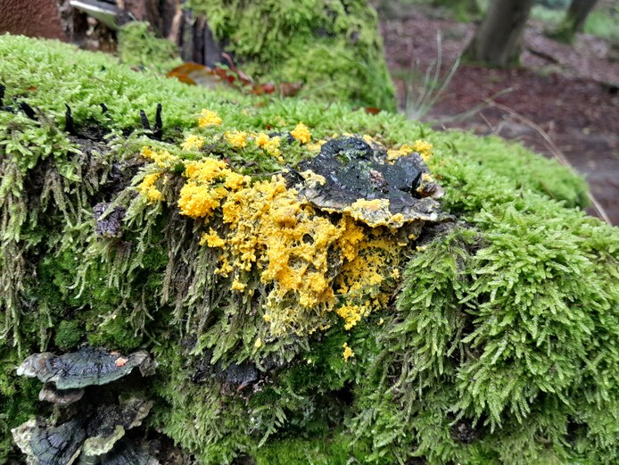 Van de een op de andere dag staan er overal paddenstoelen | Wageningen | gelderlander.nl