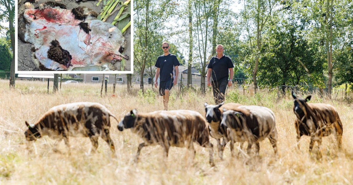 Schaap gestolen en ter plaatse geslacht naast weiland, schapenhouder ...