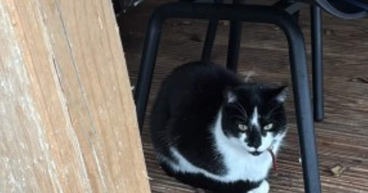 Heb jij Nox of Mushu gezien? Deze twee huisdieren worden in Veenendaal ...
