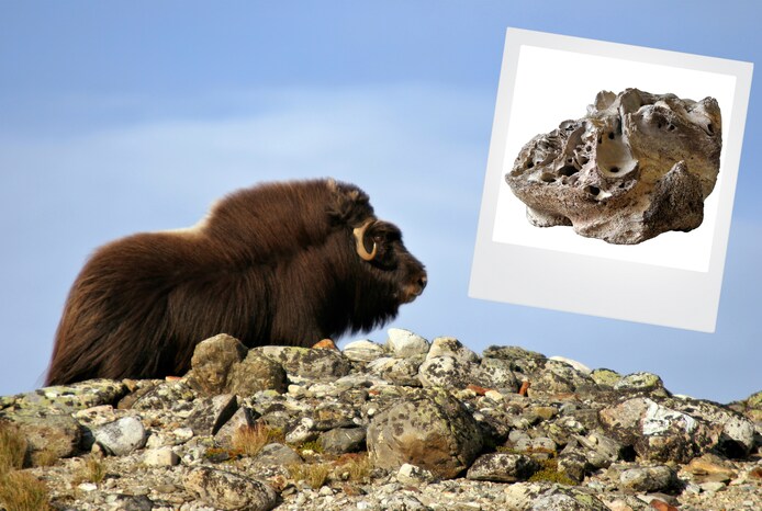 En wéér duikt er een archeologische parel op bij Over de Maas in Alphen ...