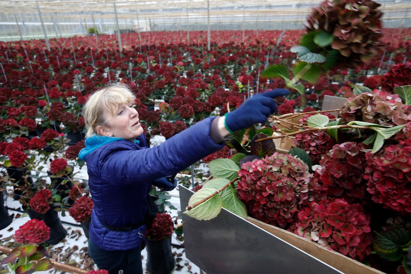 Dieprode hortensia’s uit Oosterhout op weg naar de Verenigde Staten en ...