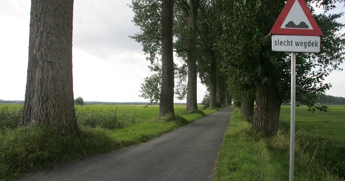 Laatste populieren langs Veensteeg in Wagenings Binnenveld gekapt ...