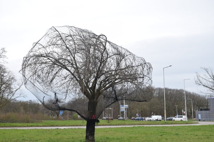Waarom de bomen op het Jonkerbosplein met netten zijn ingepakt ...
