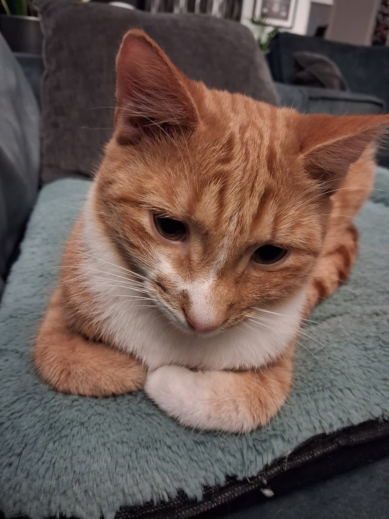 Heb jij Sunny, Kiani of Pate gezien? Deze negen huisdieren worden in ...