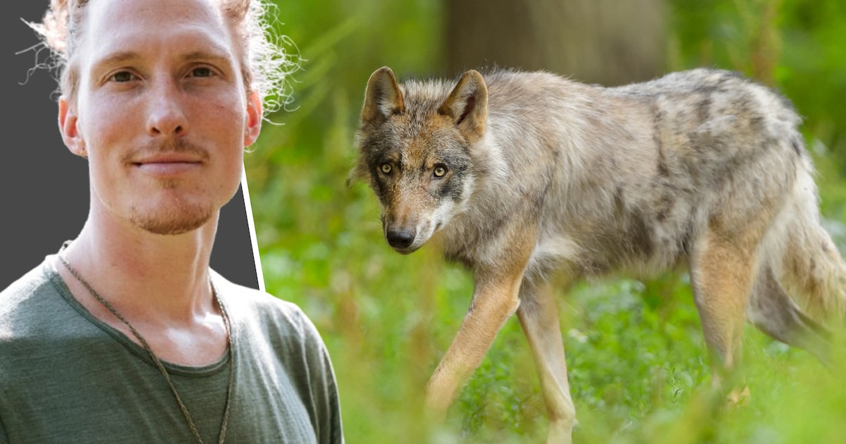Gebeten door wolf: Guido zit met hoogzwangere vrouw op bankje als ze plots gegil horen ...