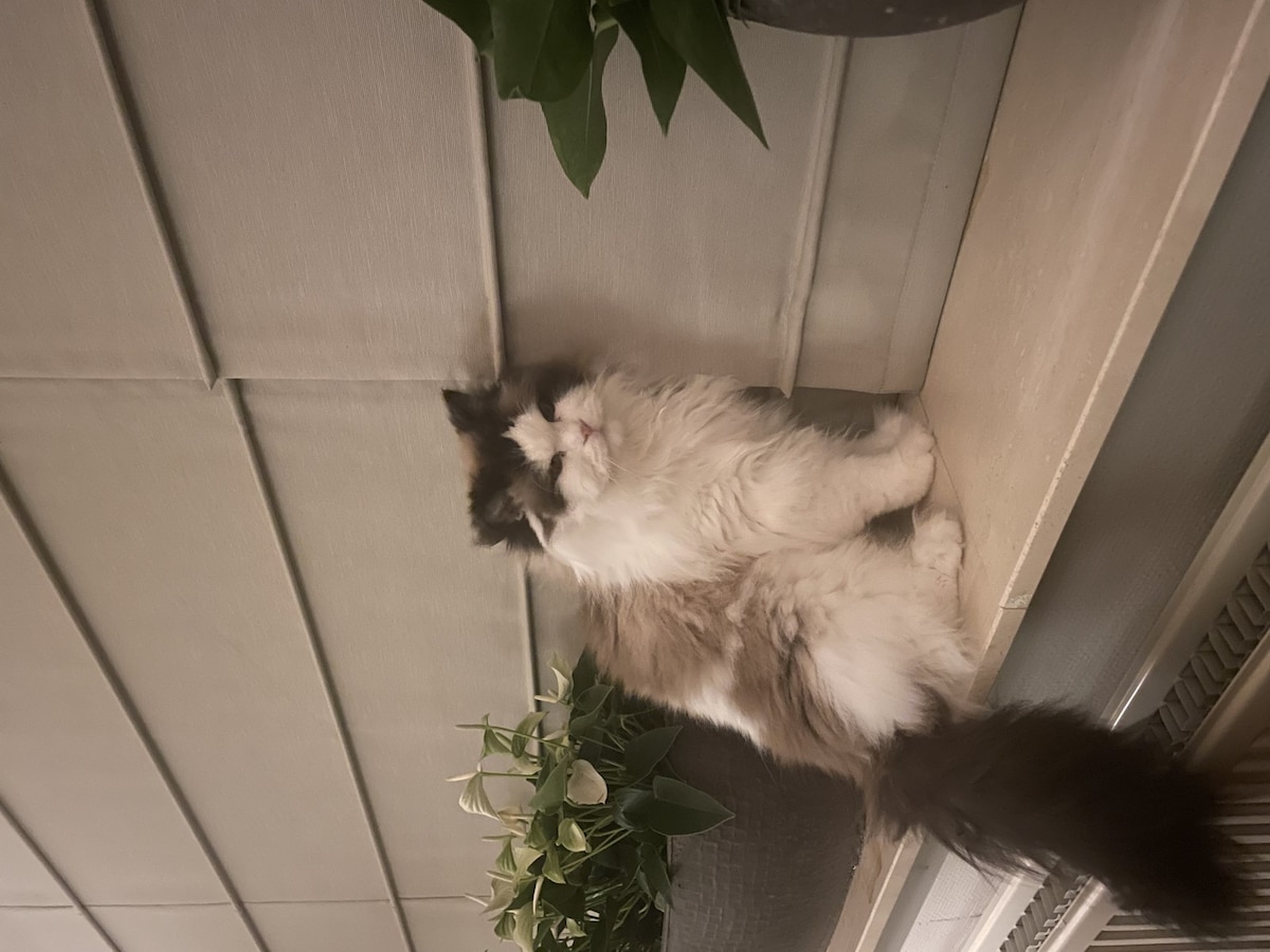 Heb jij Simba, Joep of Tijger gezien? Deze 13 huisdieren worden in ...
