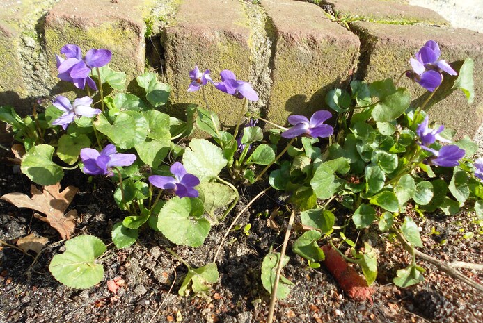 In het voorjaar roepen de vogels, zoemen de hommels en steekt het maarts viooltje de kop op ...