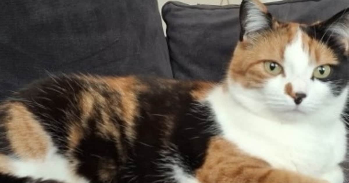 Heb jij Mau gezien? Dit huisdier wordt in Duiven vermist | Regio | De ...