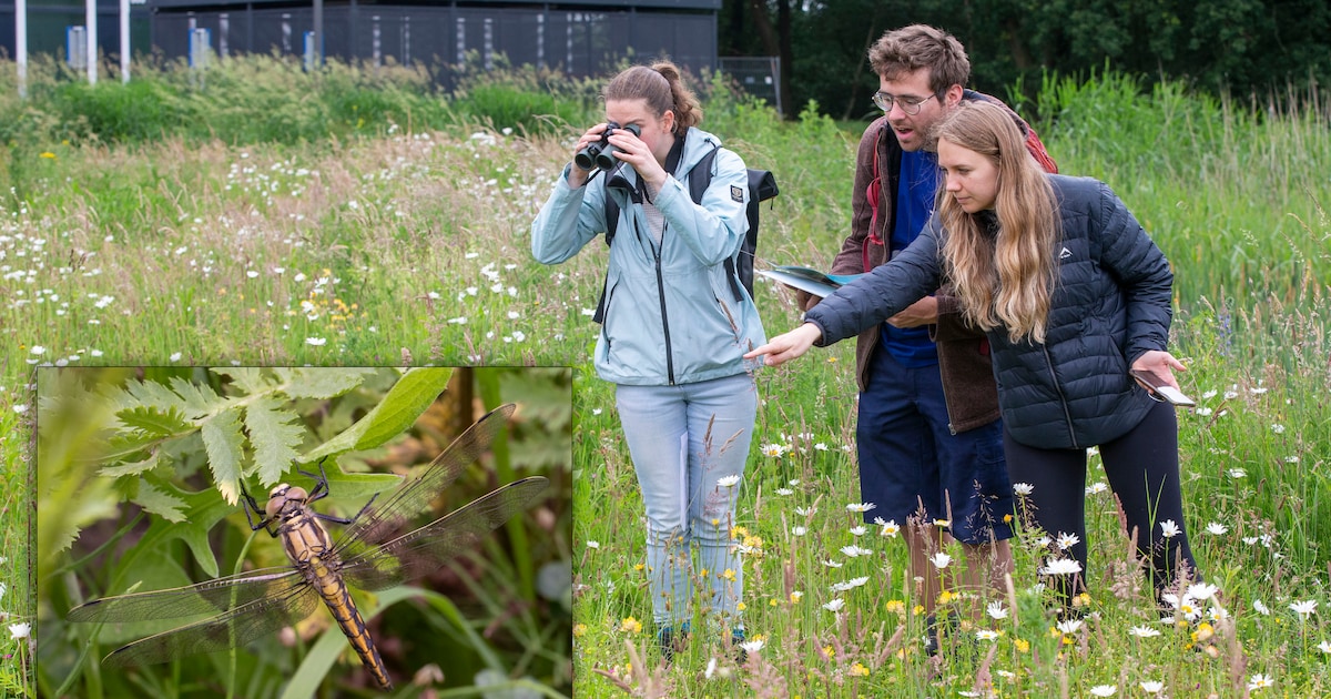 Libellen, dat zijn eigenlijk gewoon vreselijke monsters en bioloog Sjoerdtje de Boer legt uit ...
