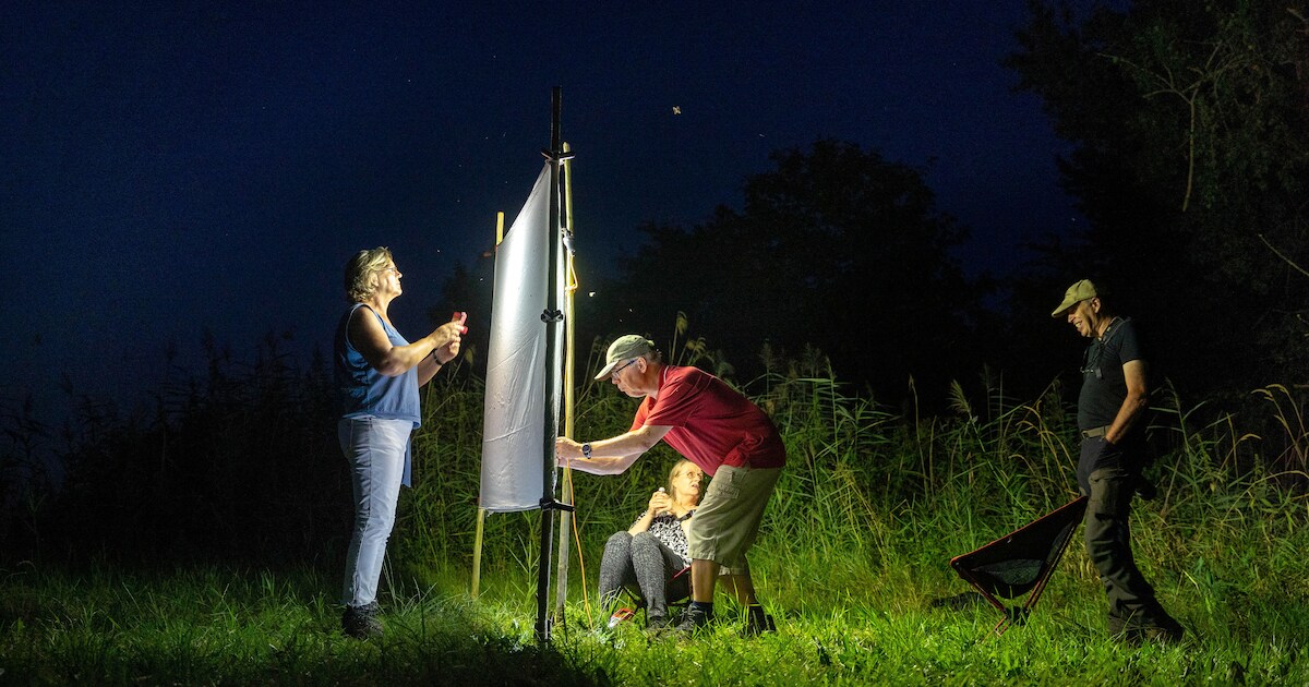 De vervoering groeit tijdens het nachtvlinderen: Appeltak, Levervlek en ...