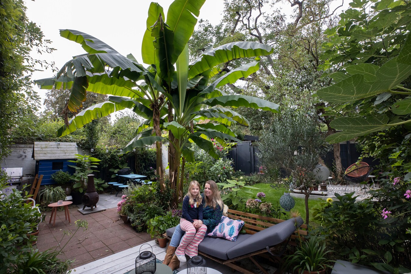 Tropische boom doet het goed in Nederland: 'Denk goed na waar je een ...