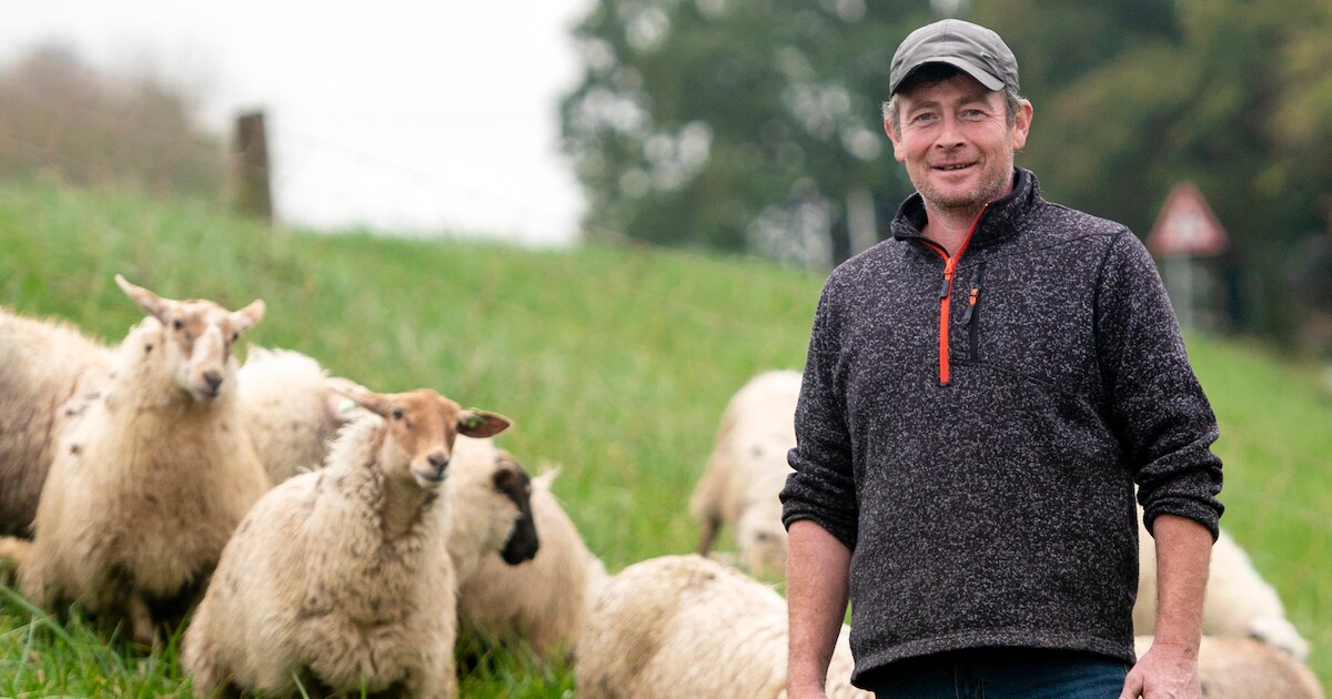 Schapenhouder Ronald verloor al 78 dieren door het blauwtongvirus: ‘Als ...