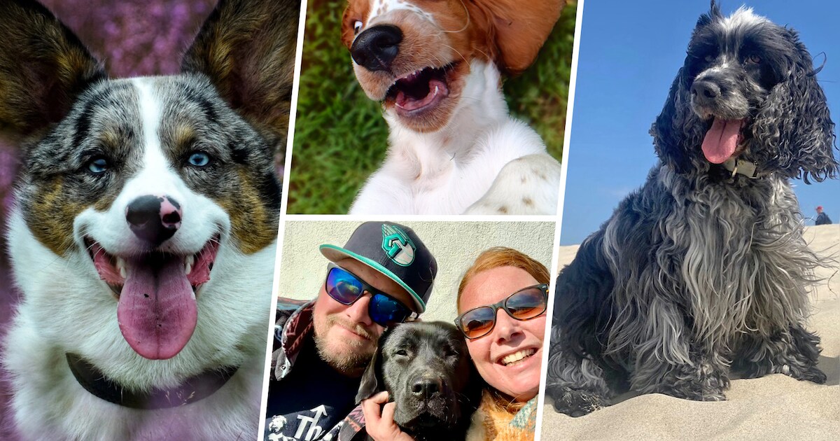 Het was Wereldhondendag! Dit zijn de ingestuurde foto's van jullie ...