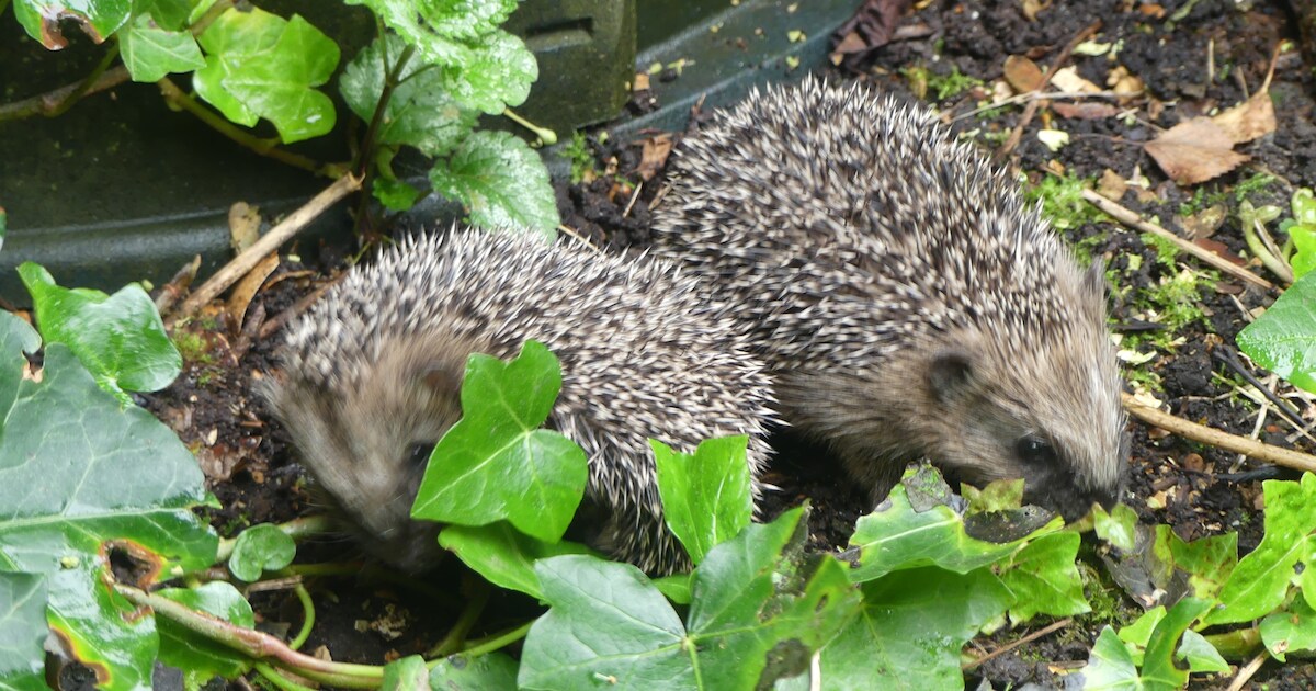 Egels zoeken een tuin met zes V’s, maar de drie O’s liggen altijd op de ...