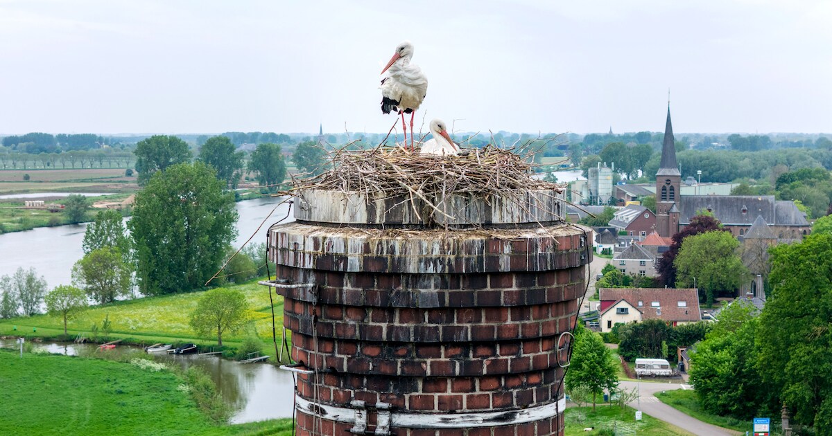 Tuut mag ooievaars nieuw liefdesnest geven | West Maas en Waal | De ...