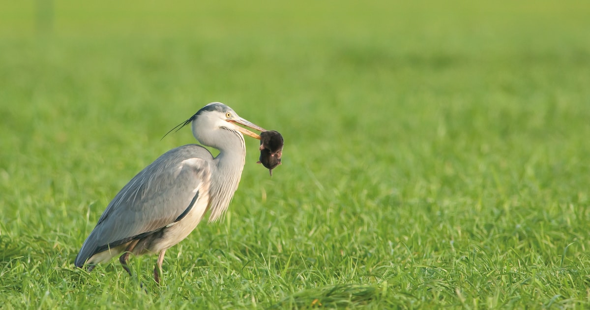 Vroeger stond de blauwe reiger op onze menulijst | Natuur | De ...