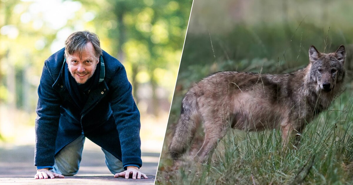 De wolf is voor cabaretier Patrick Nederkoorn een symbool van wat we ...