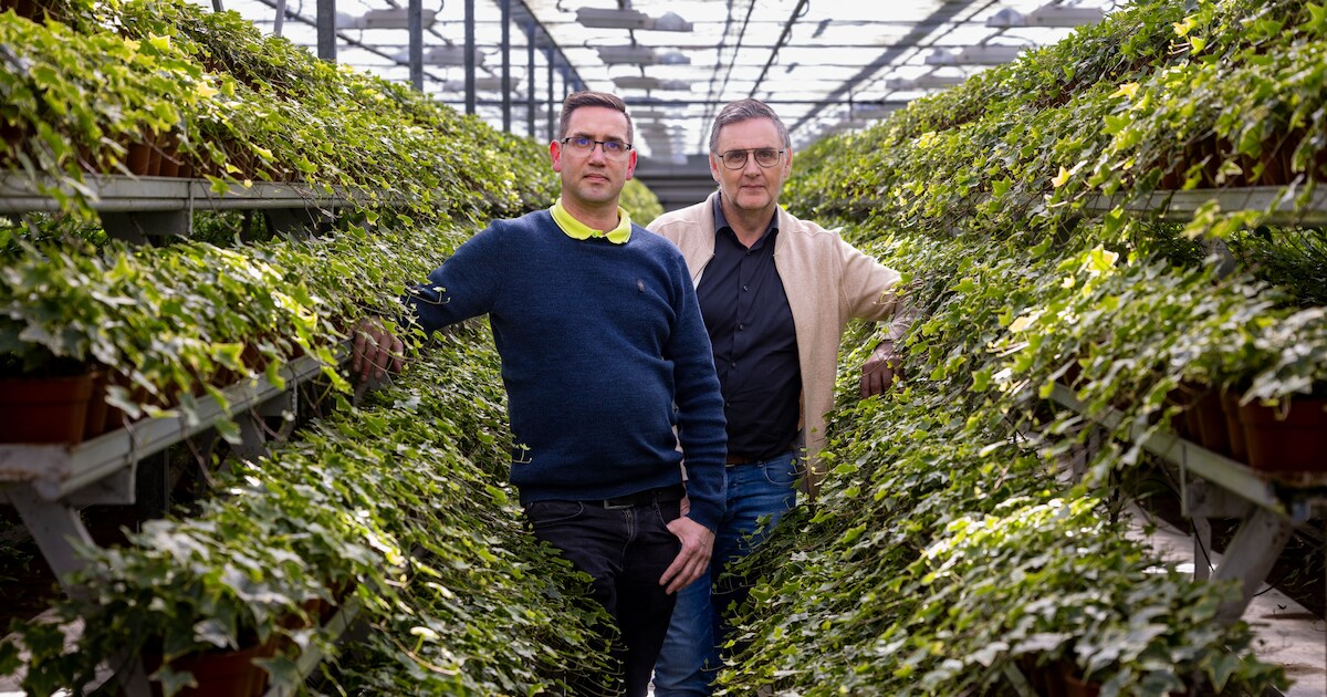 Netbeheerder pakt deze kweker aan: ‘We overleven het anders niet ...
