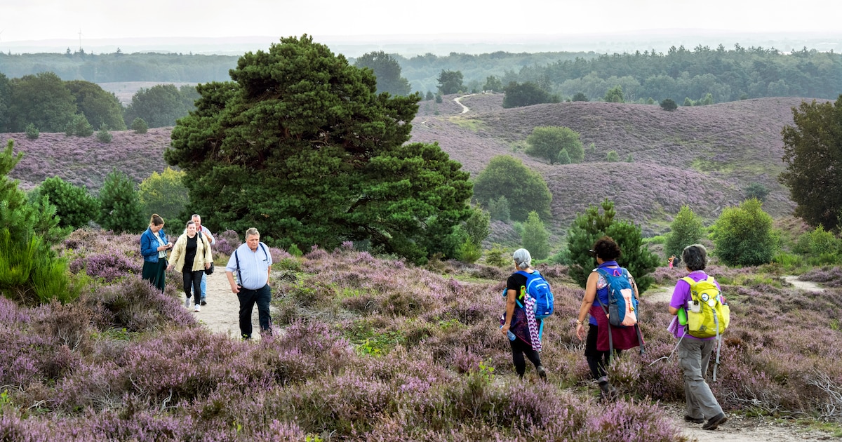 Heide op Posbank weer in bloei, drukte op komst: ‘Kom doordeweeks of ga ...