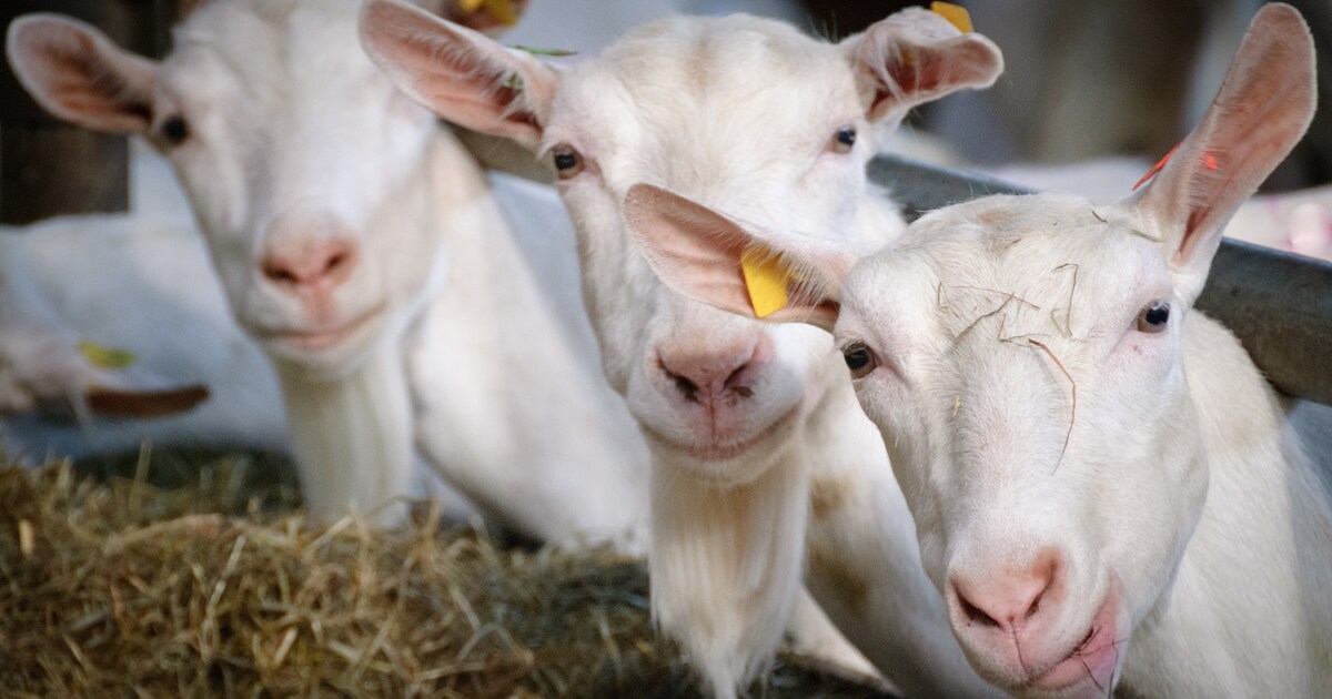 Meer kans op longontsteking: in deze gemeente wonen bijna 5000 mensen ...