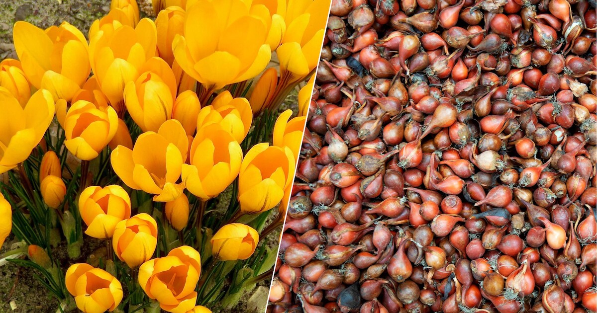 Bloembollen bevatten verboden gif: krokussen en tulpen uit de handel ...