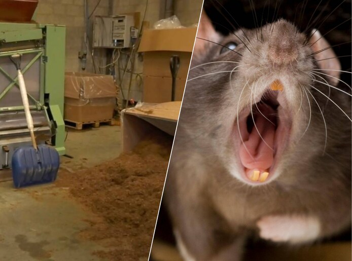 Goedkope sigaretten roken? Met een beetje pech heb je rattenpoep aan je ...