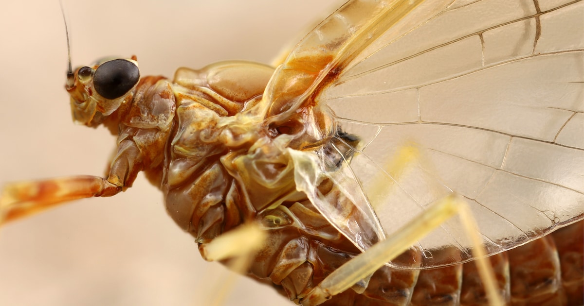 Waterinsecten keren terug in Brabantse beken, eendagsvlieg naar de ...