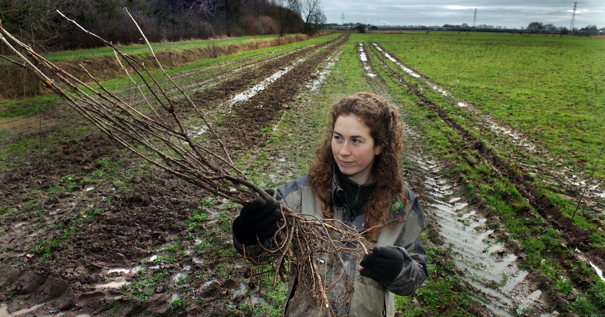 Bos op rivierklei, het kan: Betuwe dit jaar weer 15 hectare jong bos ...