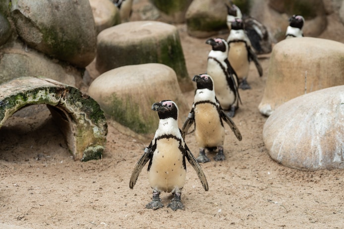 Veertien pinguïns overleden in Safaripark Beekse Bergen | Brabant ...