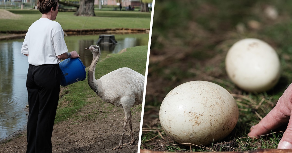 Loopvogels in de Achterhoek geterroriseerd: ‘Jongeren slaan met stokken ...