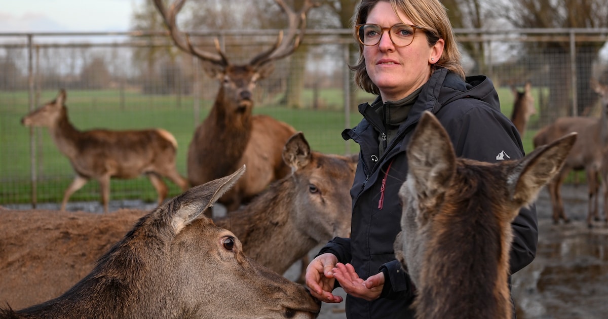 Verborgen camera legt afschieten van herten vast op boerderij ...