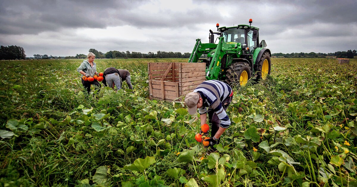 Geen Pumpkin Country Fair, wel pompoenen uit Appeltern voor op het bord ...