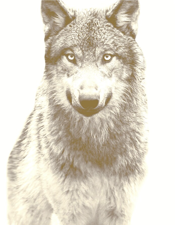‘Wolf’ bijt vrouw op de Veluwe: dit wil je erover weten | Afschieten ...