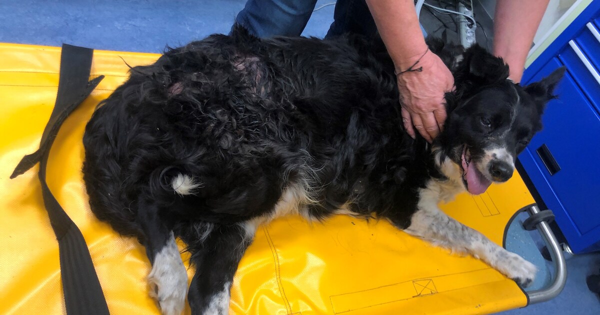 Bordercollie die ‘stonk naar rottend vlees’ weggehaald bij baasje ...