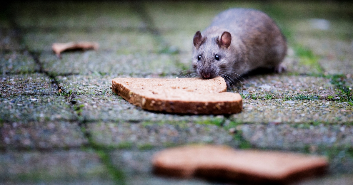 Ratten bestrijden moet je ook zelf doen, ‘maar voorlichting overheid ...