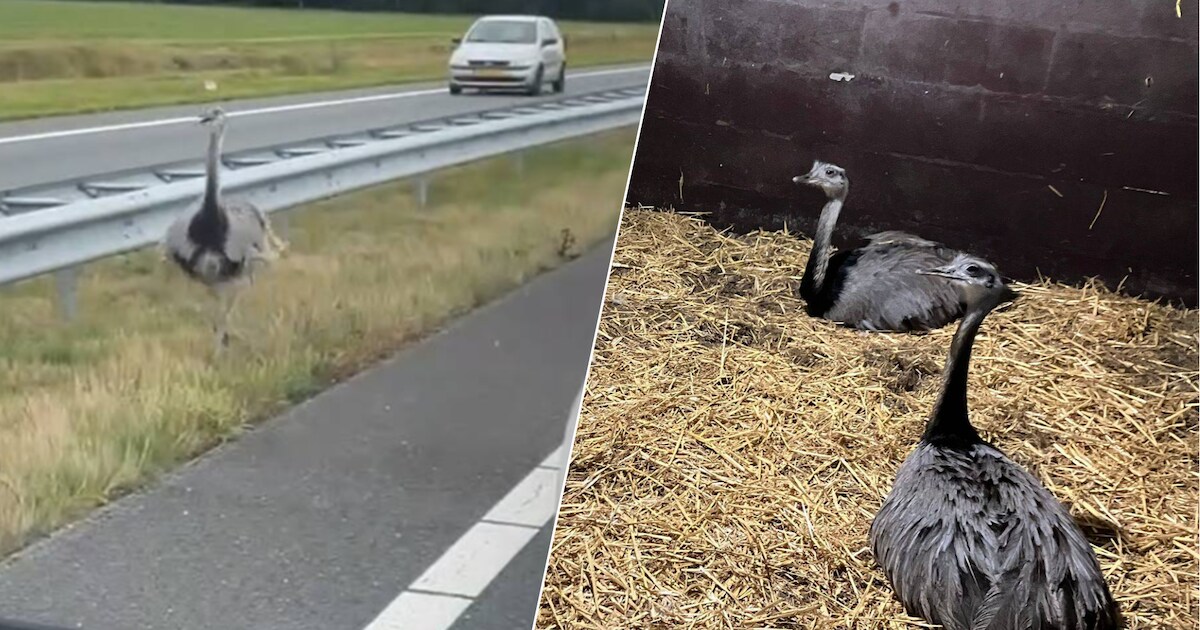 Chaos op N18 door ontsnapte loopvogel (maar nu is iedereen weer veilig ...