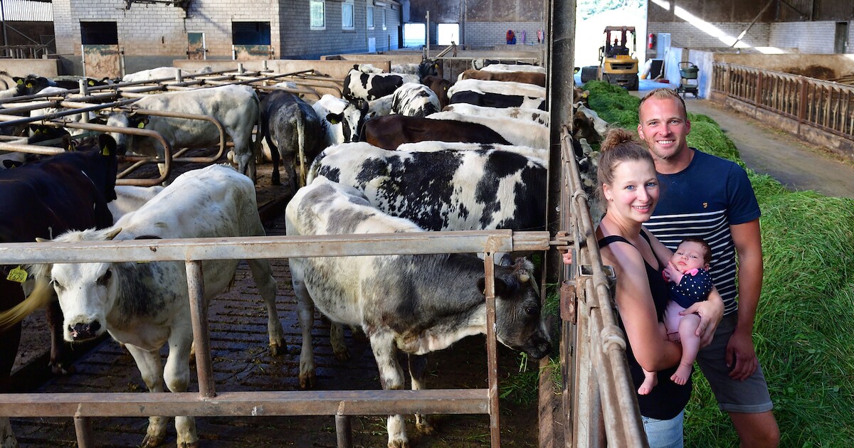 Jonge veehouders over hun zeventig ontsnapte koeien: ‘Dit is de ...