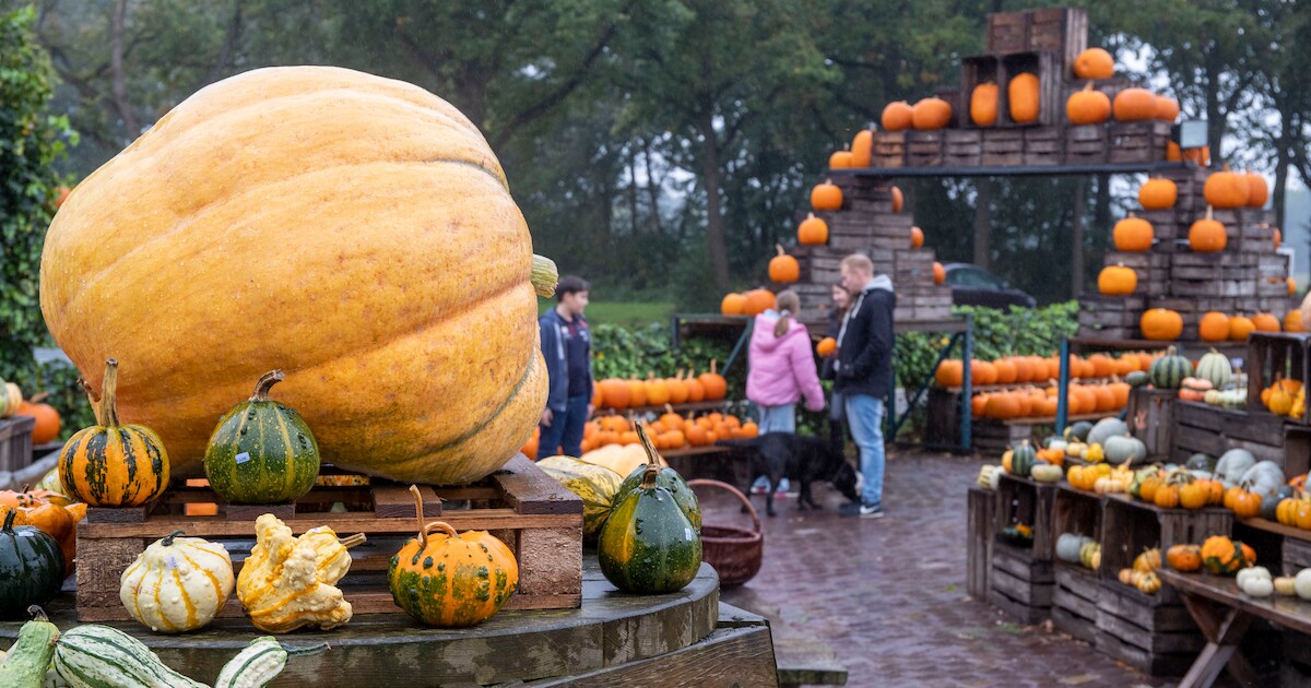 Een pompoen of kalebas is voor in de soep, of je maakt er een lampje ...
