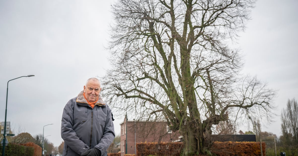 Deze boom is 500, misschien 1200 jaar oud, en daarvoor wijkt zelfs aanleg van nieuw asfalt ...
