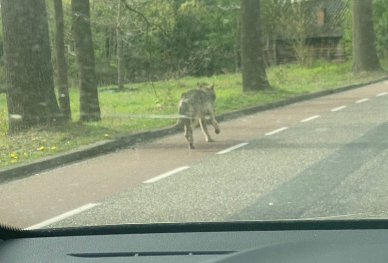 Wolf duikt op in Goirle, zwalkend over de Abcovenseweg: ‘We hebben hem ...
