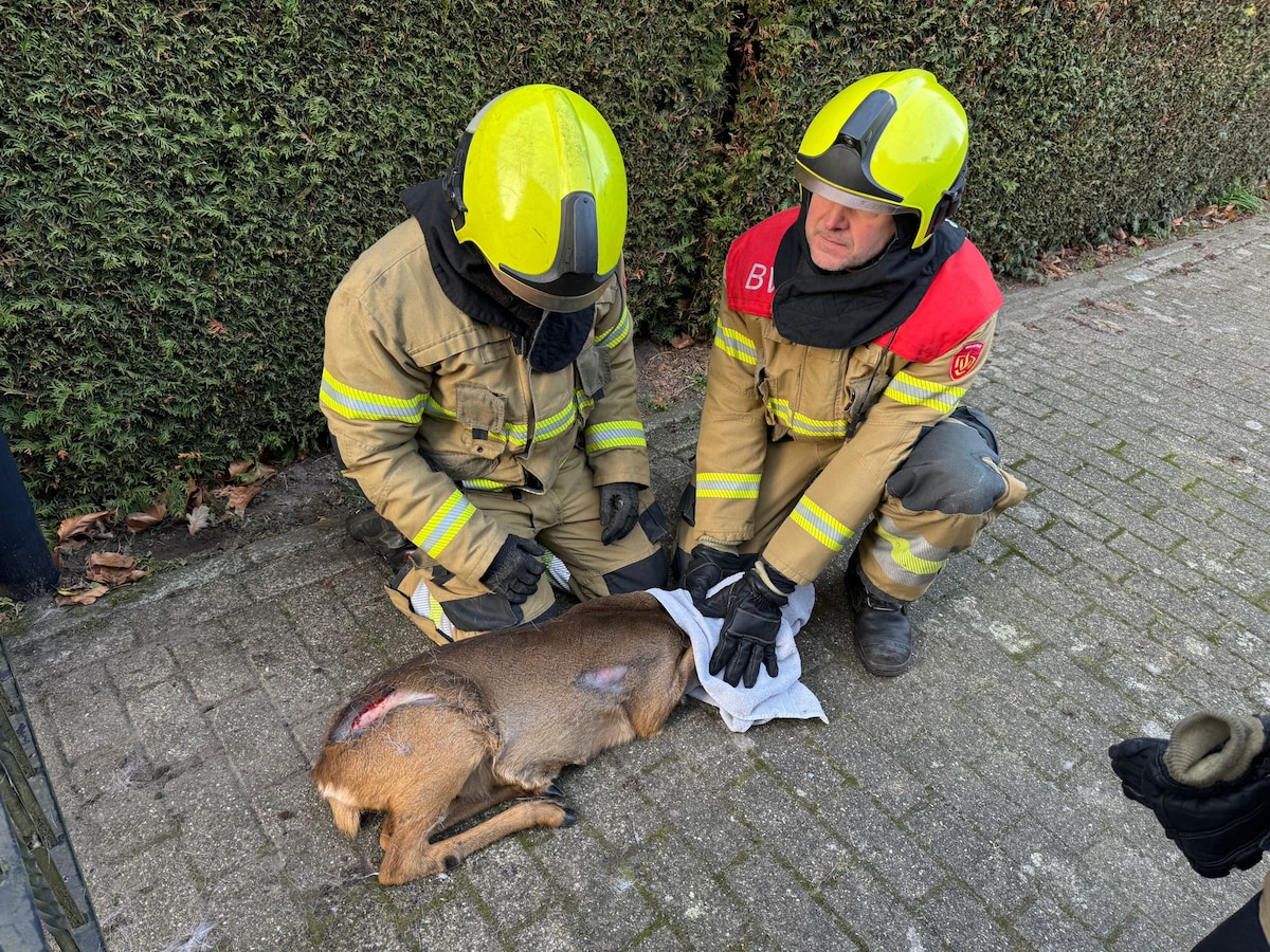 Ree komt vast te zitten in ijzeren poort in Keldonk, brandweer schiet ...