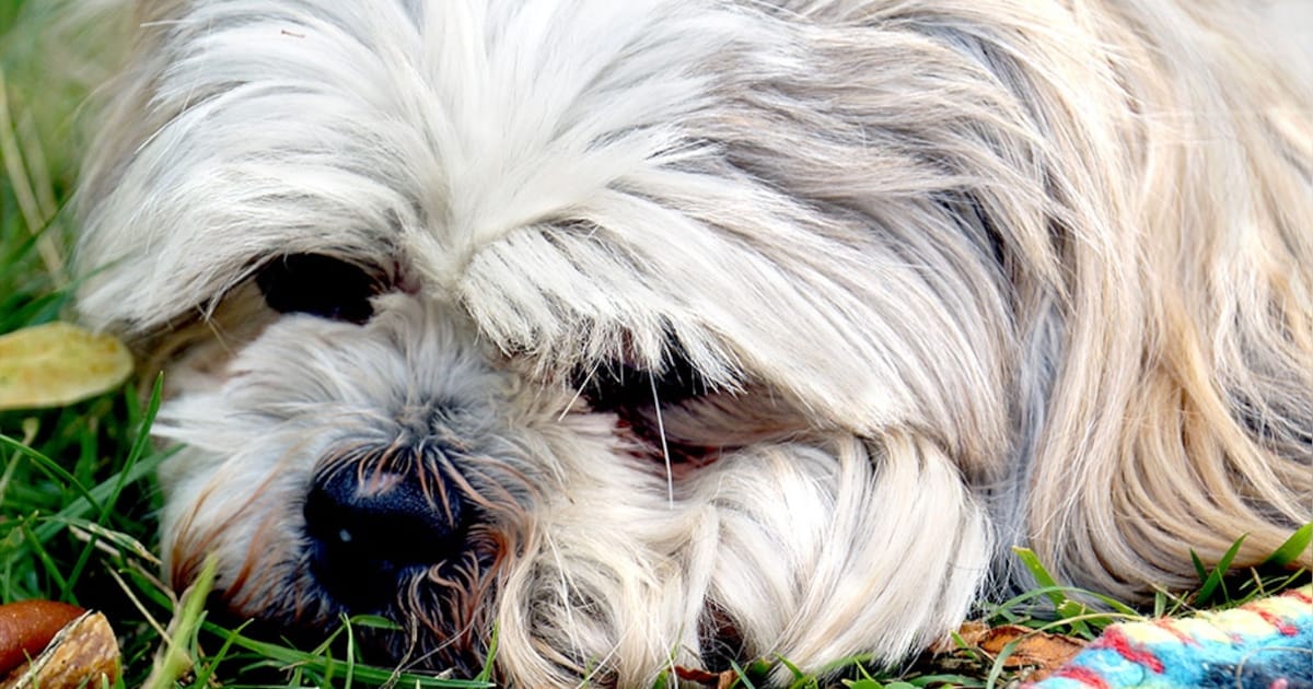 Man aangehouden in Doetinchem na mogelijke mishandeling van hond ...