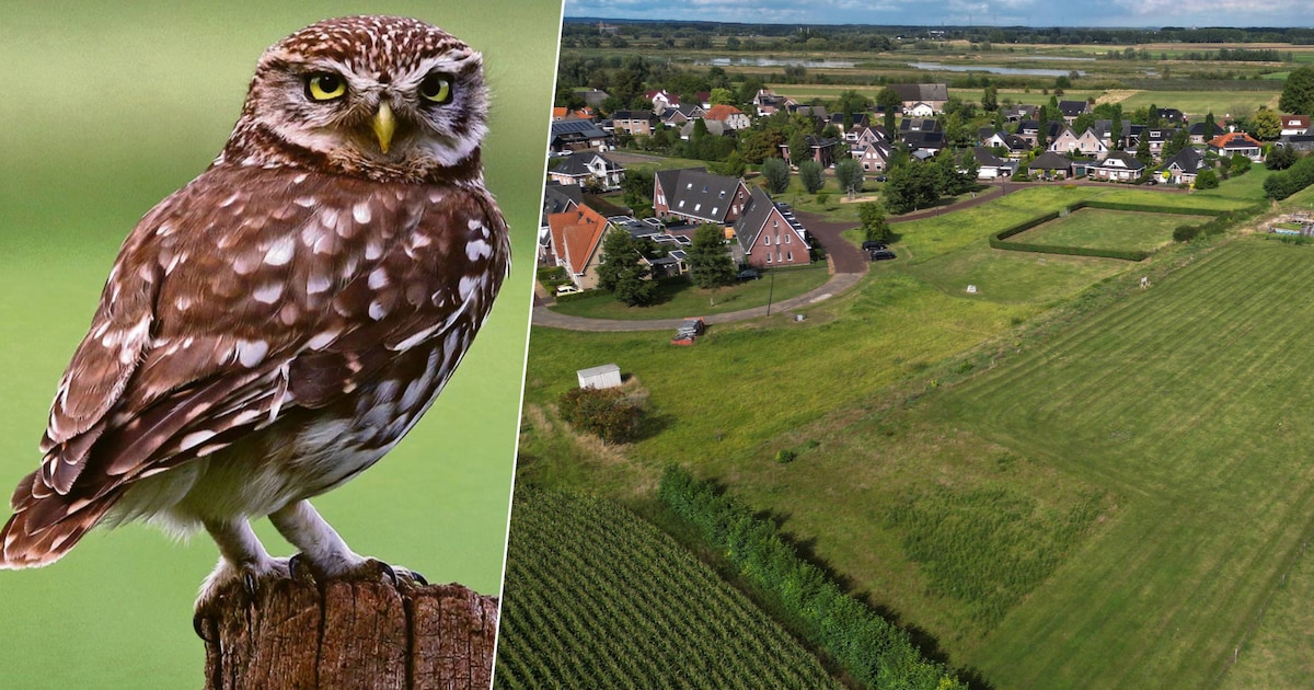 Ed verkocht zijn huis, wilde gaan bouwen, en kreeg toen bericht: ‘Ik ...