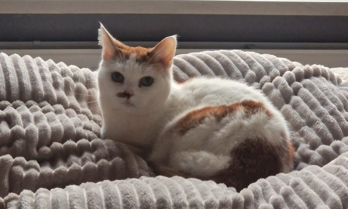 Heb jij Tommie gezien? Dit huisdier wordt in Overbetuwe vermist ...