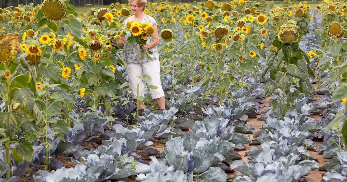 Bijzondere speling van de natuur in Randwijk: zonnebloemen groeien ...
