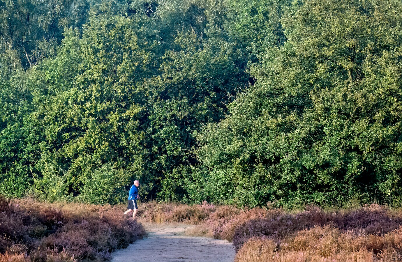 Zo leven mensen op de Veluwe met de wolf (of niet): ‘Het lijkt wel een ...